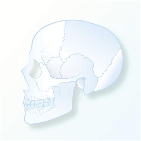 Premium Vector Human Skull Vector Illustration