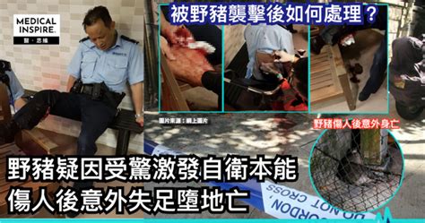 野豬襲警野豬疑因受驚激發自衛本能 傷人後意外失足墮地亡 Medical Inspire 醫思維