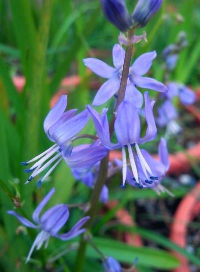 Fessia Pacific Bulb Society