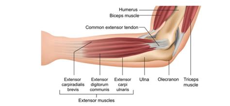 Diagram Of Extensor Carpi Ulnaris Quizlet