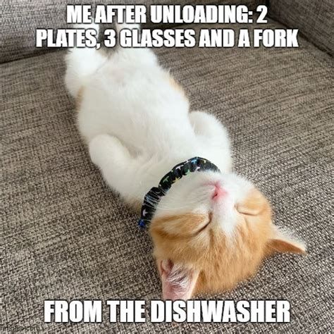 Lazy Cat Meme