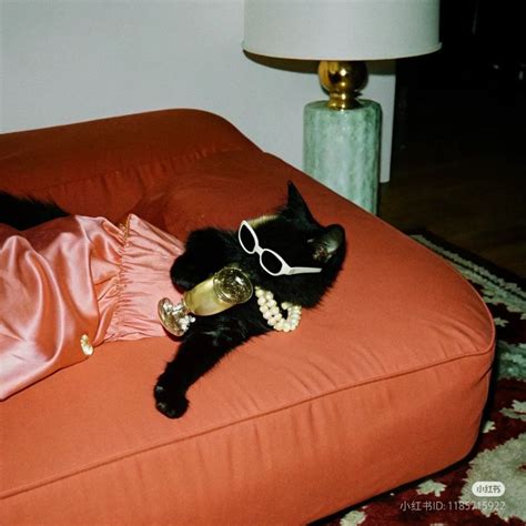 Pin By Bells On Cute Animals Cat Memes Cat Aesthetic Black Cat