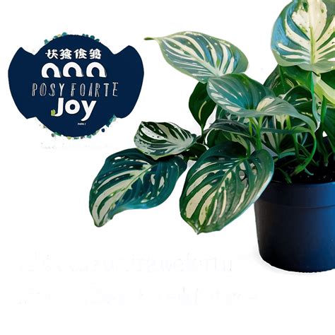 [100 ] Pothos Png Images