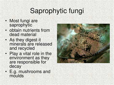 Ppt Fungi Powerpoint Presentation Free Download Id9109923
