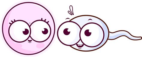 Cartoon Human Egg Cell And Sperm Reproduction Female Egg And Male