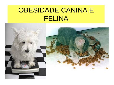PDF Obesidade Canina E Felina DOKUMEN TIPS