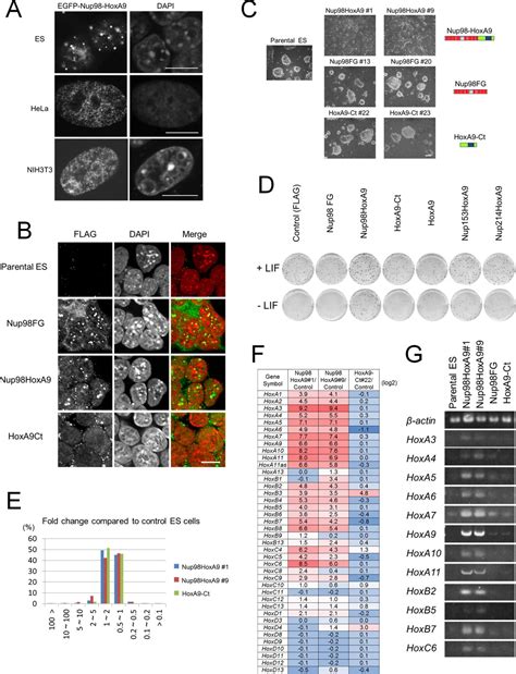 Figures And Data In Chromatin Prebound Crm1 Recruits Nup98 Hoxa9 Fusion
