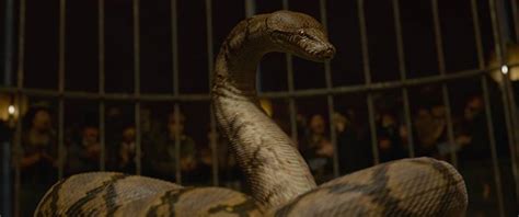 Nagini Harry Potter Zoo Snake
