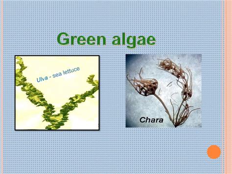 Algae General Characters Ppt
