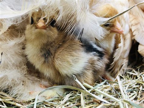 Golden Partridge And Blue Buff Columbian Brahma Chicks Backyard