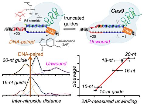 Dna Target Discrimination By Crispr Peter Qin Lab
