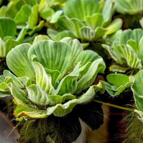Buy Water Lettuce Pack Of 3 At Lowest Price In India