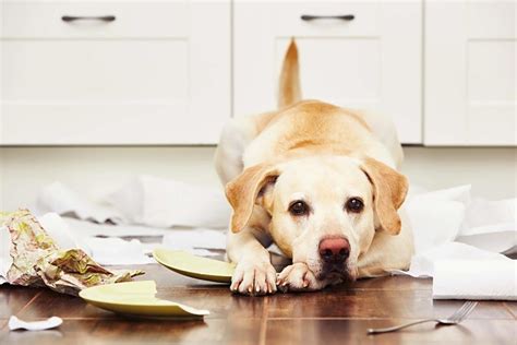 Dog Anxiety Reasons Your Dog Might Have Anxiety Readers Digest