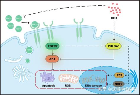Aps︱温州医科大学张金三 李校堃团队发现fgf10有望成为阿霉素心肌损伤防治新靶点 知乎