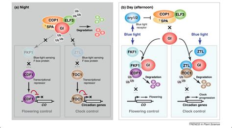 The Photomorphogenic Repressors Cop1 And Det1 20 Years Later Trends