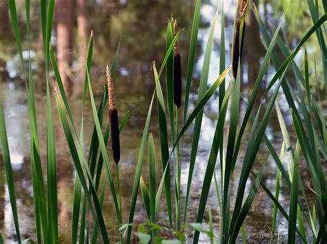 Common Reed Nature Swamp Free Photo On Pixabay