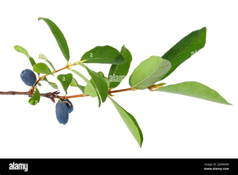 Honeysuckle Twig With Green Leaves Isolated On White Background Ripe