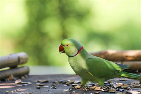 Alexandrine 앵무새 아름 다운 남성 Alexandrine 앵무새의 일종 Eatting 뭔가 귀여운에 대한 스톡 사진 및