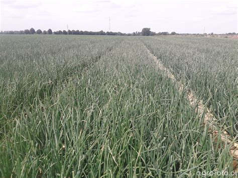 Cebula z siewu zdjęcie fotka foto numer 759285 Galeria rolnicza agrofoto