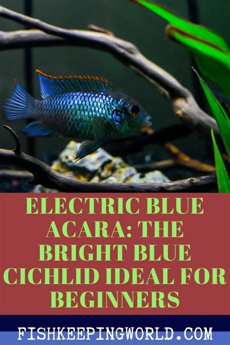 Electric Blue Acara Care Guide Species Profile Artofit