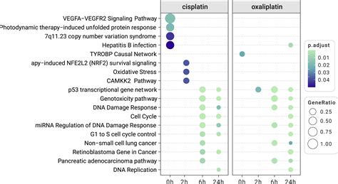 Clusterprofiler 4 0 A Universal Enrichment Tool For Interpreting Omics Data The Innovation