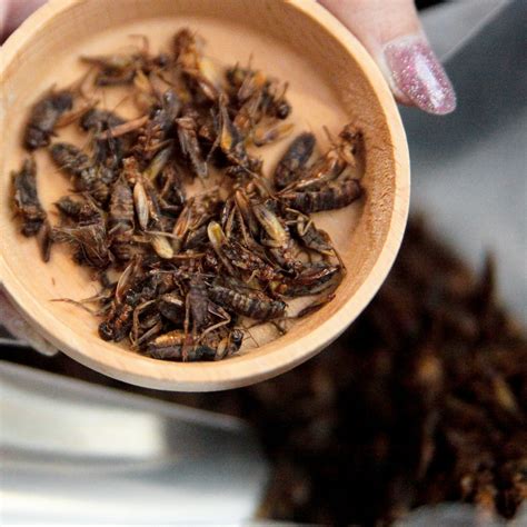 Dehydrated Small Crickets Fatpouches