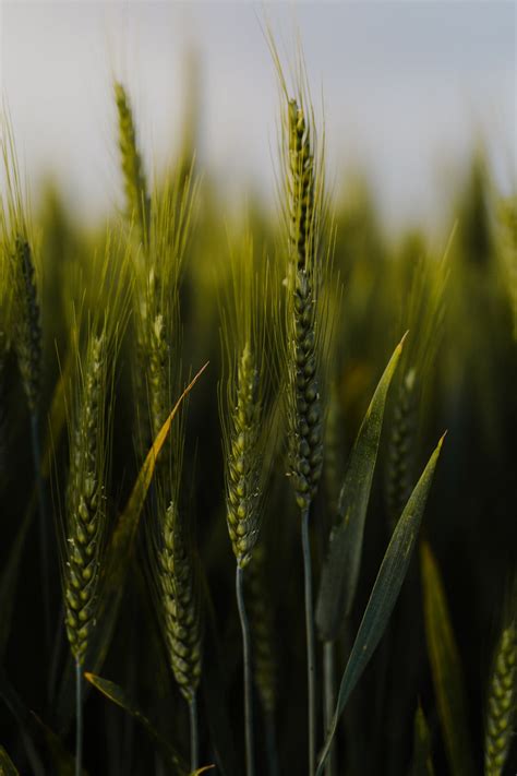 무료 사진 유기농 밀 허브의 짙은 녹색 줄기 클로즈업