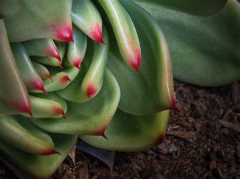 Succulent Plant Macro Royalty Free Photo