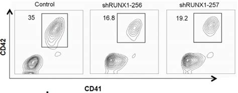 Figures And Data In Cross Talk Between Prmt1 Mediated Methylation And