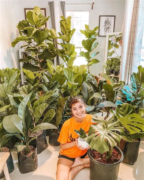 Ficus Triangularis Bonsai Beginner S Guide Houseplant Cooperative