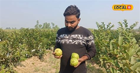 धान गेहूं छोड़इस खास फल की खेती से मालामाल हो गया यूपी का यह युवा