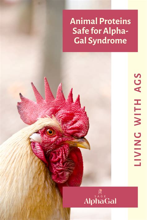 What Is Alpha Gal Syndrome The Abcs Of Ags Artofit