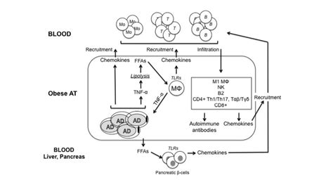 Crossfit Aging Obesity And Inflammatory Age Related Diseases