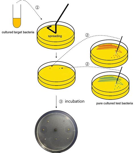 Steps Of Colony Picking Method ① Spreading Test Bacteria On Agar Download Scientific Diagram