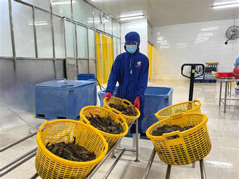Shrimp Processing Procedure
