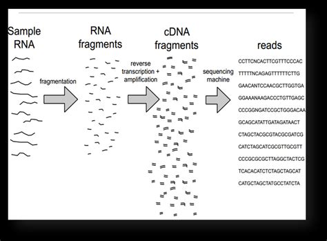 Figure1 An Outline Of Rna Seq Experiment Download Scientific Diagram