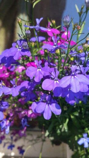 Lobelija Plants Garden