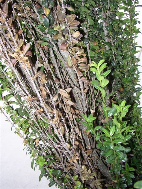 Aztec Grass Walter Reeves The Georgia Gardener