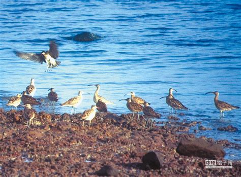 候鳥過境澎湖 賞鳥勿騷擾 地方新聞 中國時報