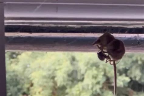 Shocking Video Shows Venomous Spider Eating A Shrew Alive In Chichester