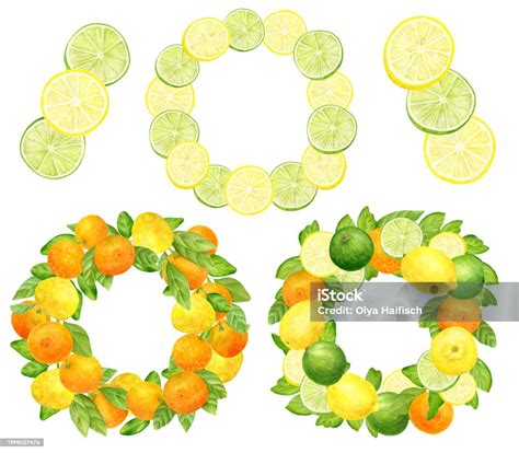수채화 감귤류 화환 세트 만다린 귤 라임 레몬 과일과 잎슬라이스의 손으로 그린 식물 그림 흰색 배경의 원형 프레임 템플릿 감귤에