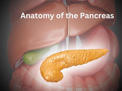Pancreas Anatomy Uncinate