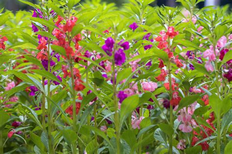 Snapweed Imagens Procure 440 Fotos Vetores E Vídeos Adobe Stock