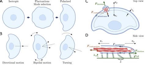 A Schematic Describing Self Polarization In Cells Fluctuations Of