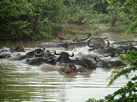 Бентота 2026 Шри Ланка — информация о курорте с фото и видео