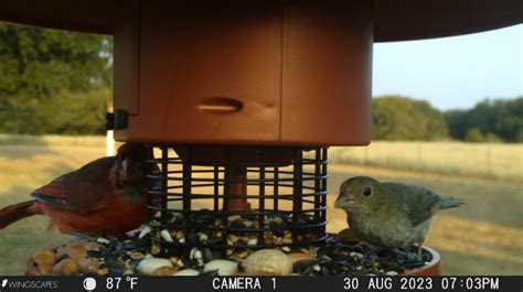 Automatic Bird Feeders Bird Cameras Timelapse Cameras And Accessories