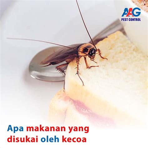 Blog Post Aag Pest Control