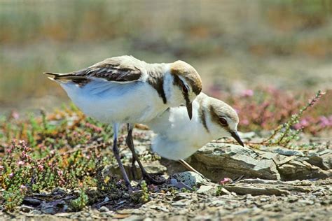 No Sex Difference In Preen Oil Chemical Composition During Incubation