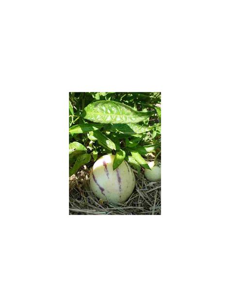 Pépino Poire Melon Solanum Muricatum