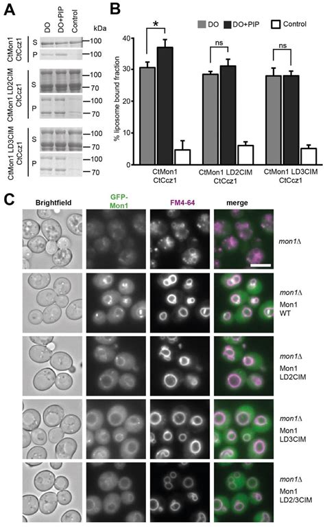 Interaction Of The Mc1 Complex With Charged Lipids A Sedimentation Download Scientific